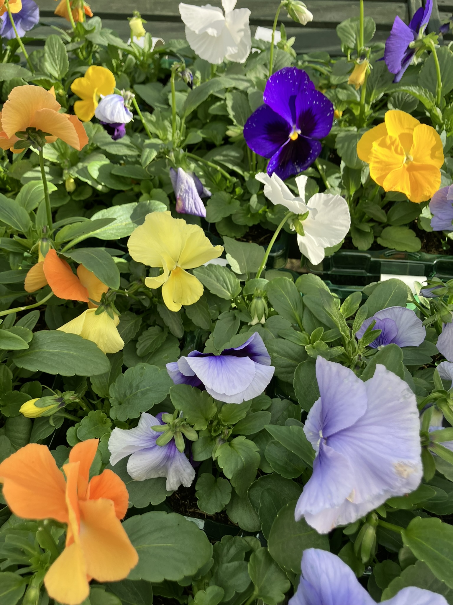Autumn bedding plants - Ben Reid Garden Centre